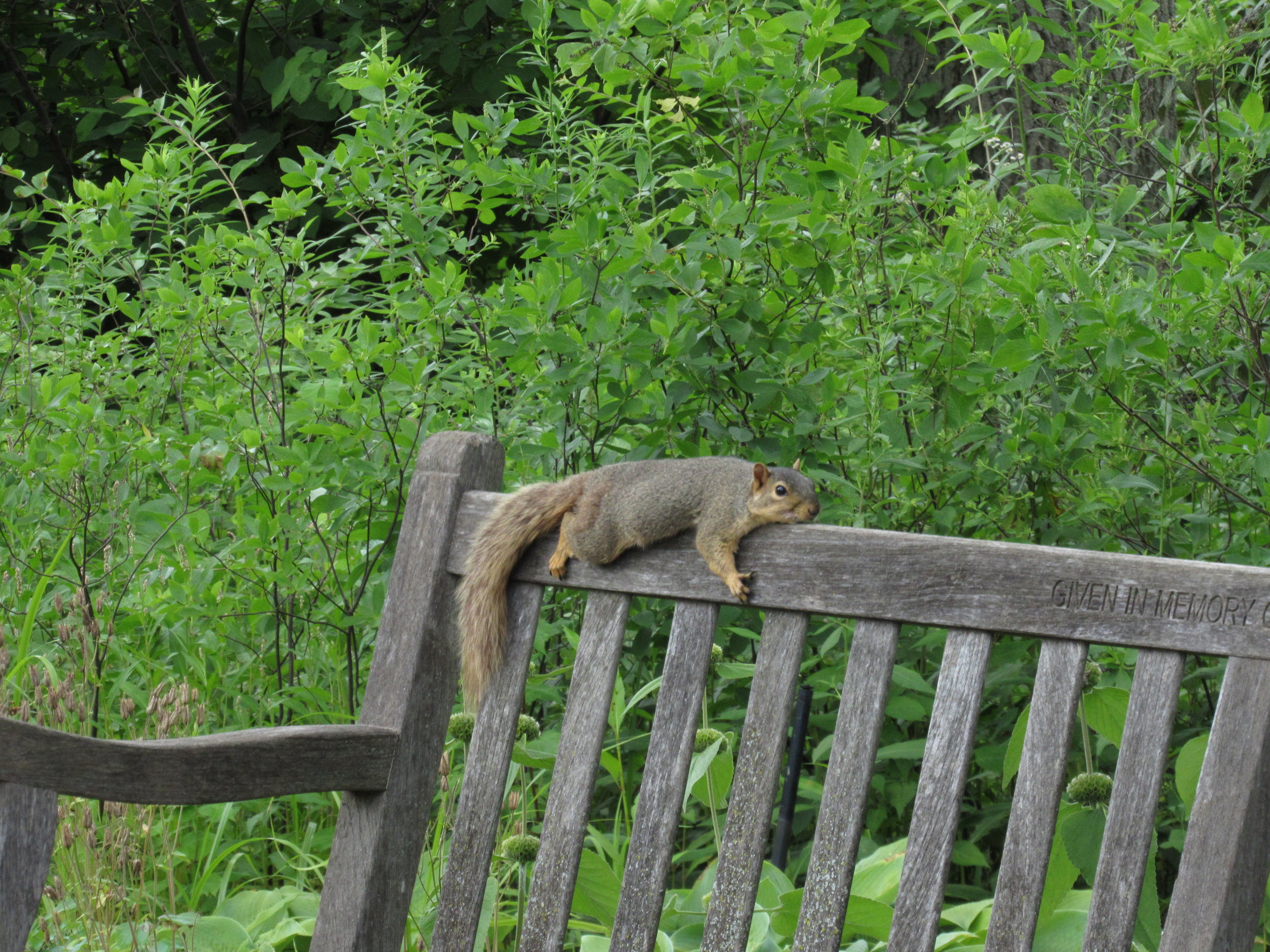 Building a Bench + Being the Bench - The Garden Of Words